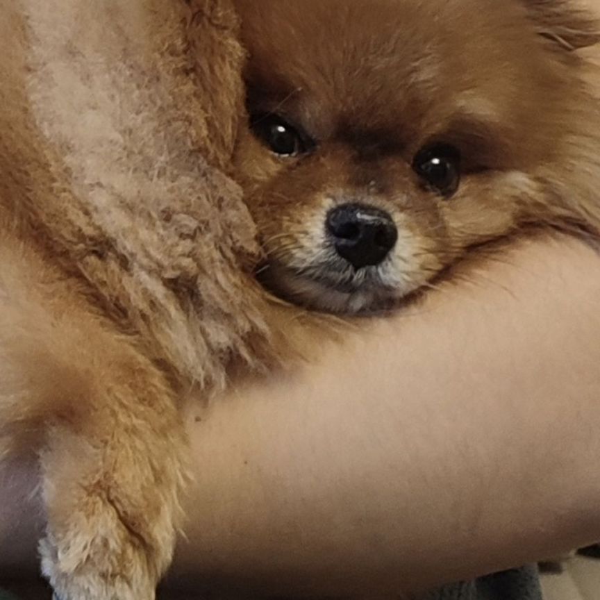 Потерялся померанский шпиц Полевской