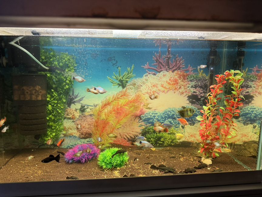 Сомики и другие рыбки