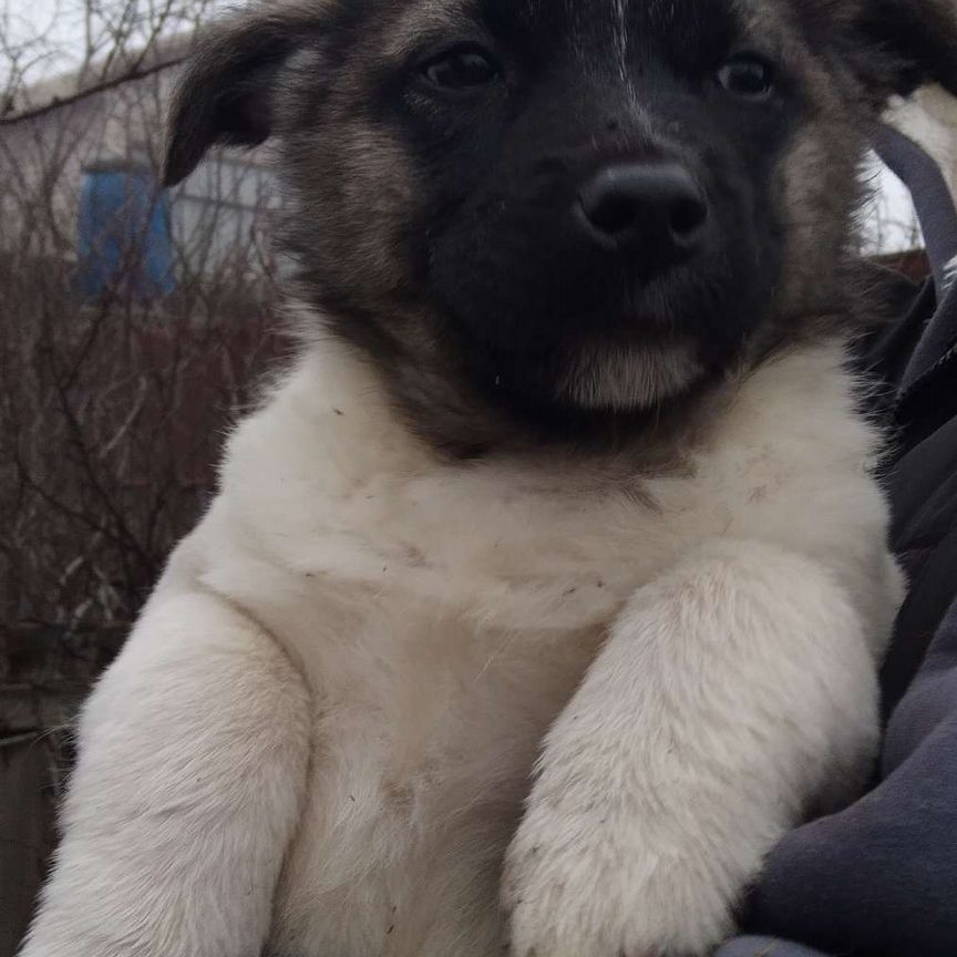 Щенку ищем добрый дом