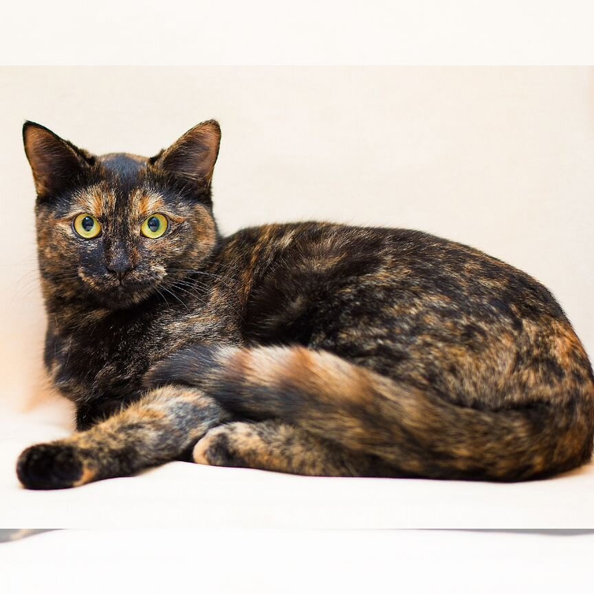 Взрослая, кошка в добрые руки