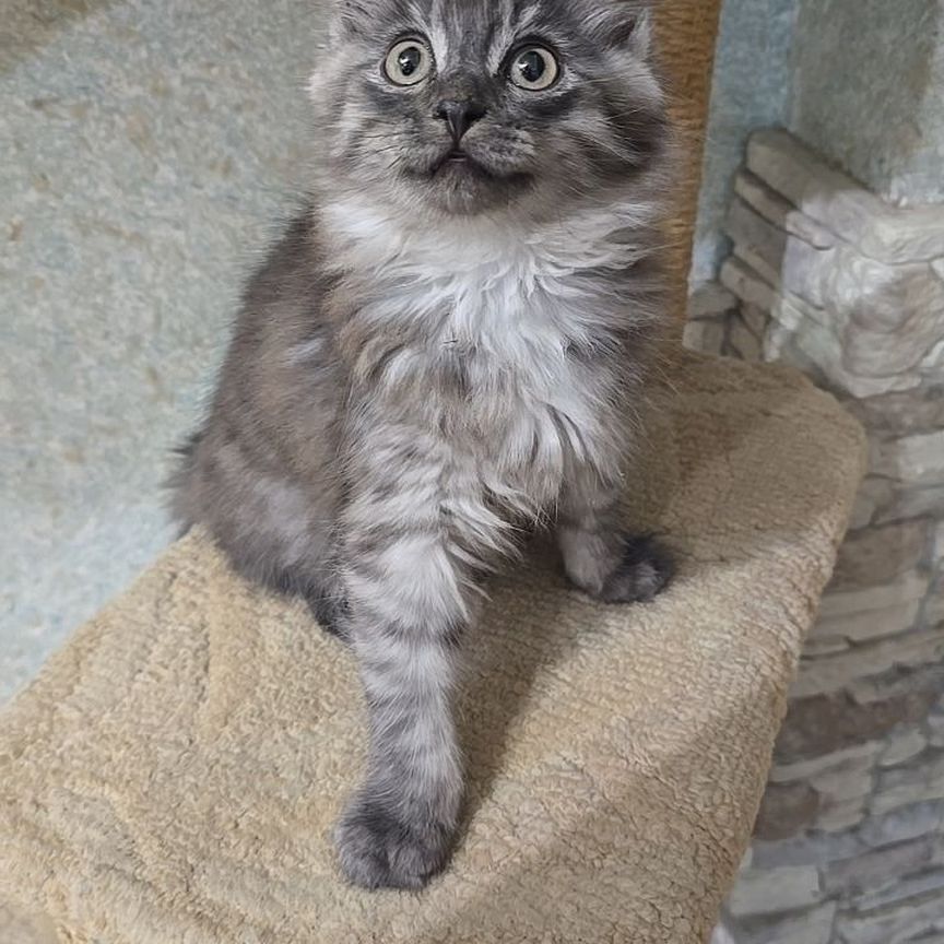 Мейн-кун котёнок