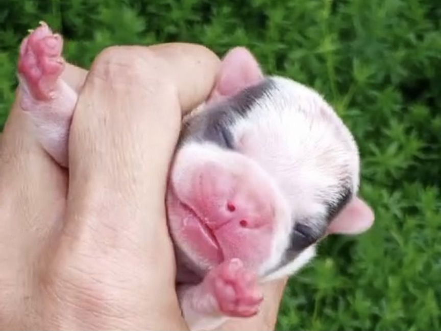 Две девочки и мальчик