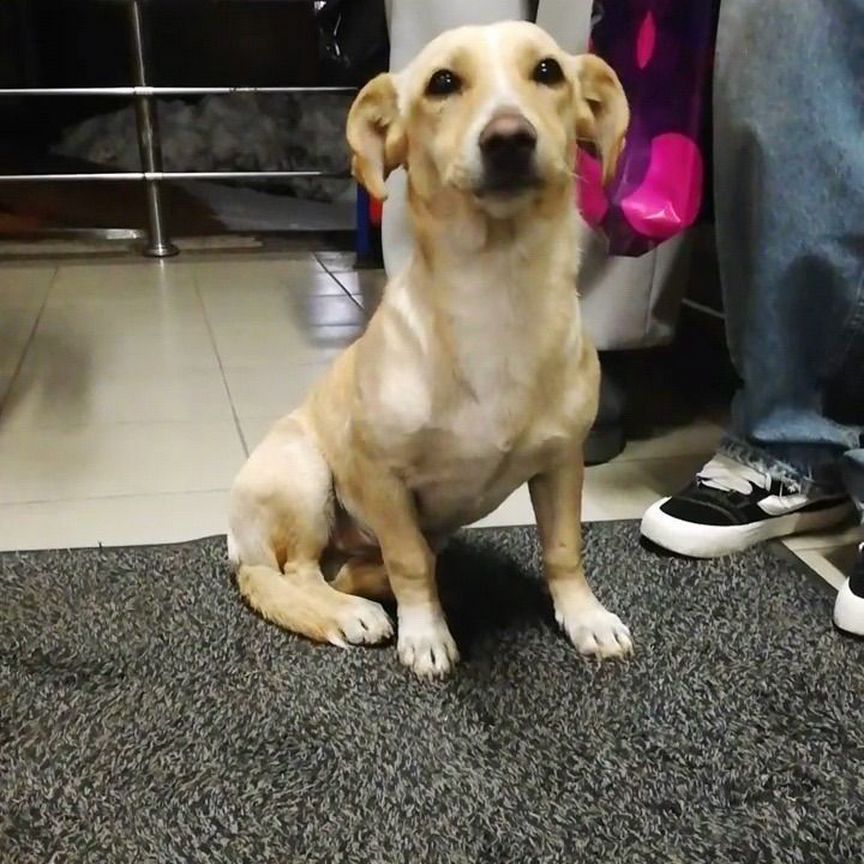 Собака в добрые руки бесплатно маленькая порода