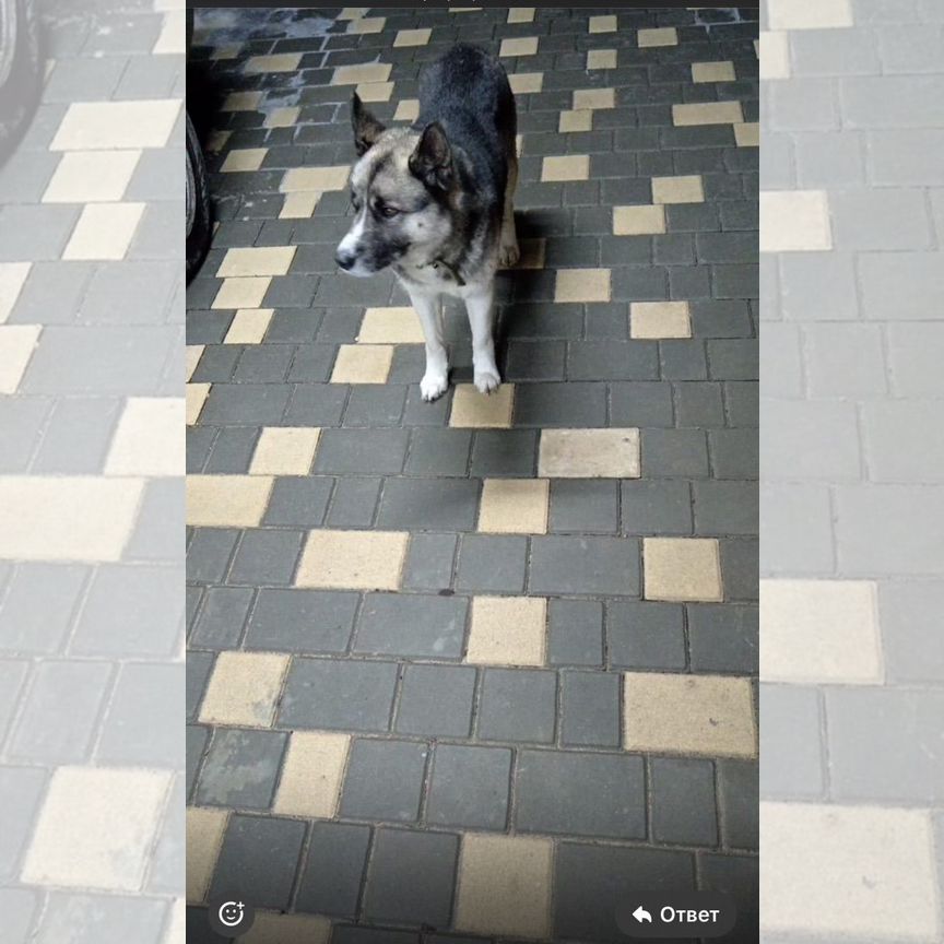 Найдена собака