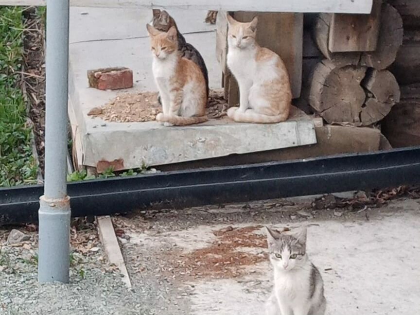 Котята подростки