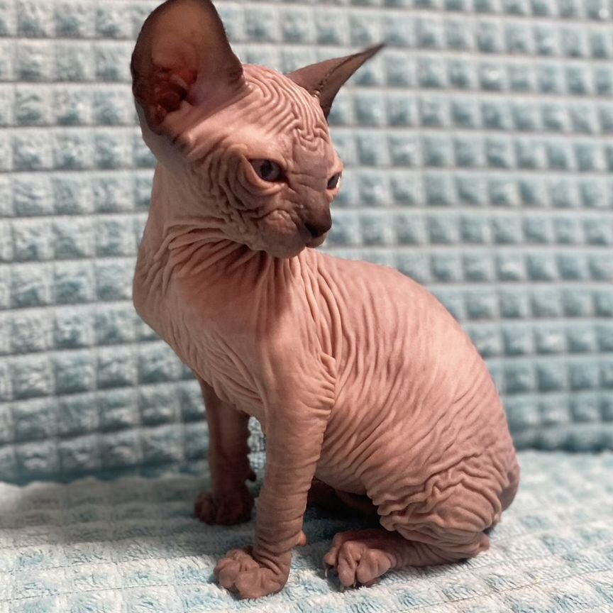 Канадский сфинкс котёнок