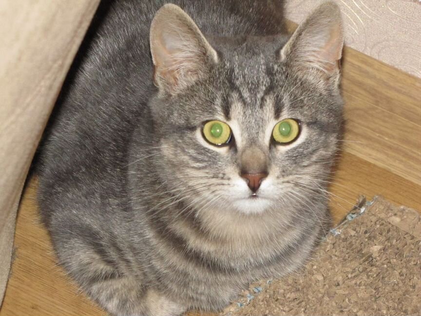Котёнок