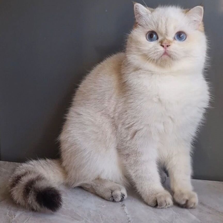 Мальчики золотые колорпойнты