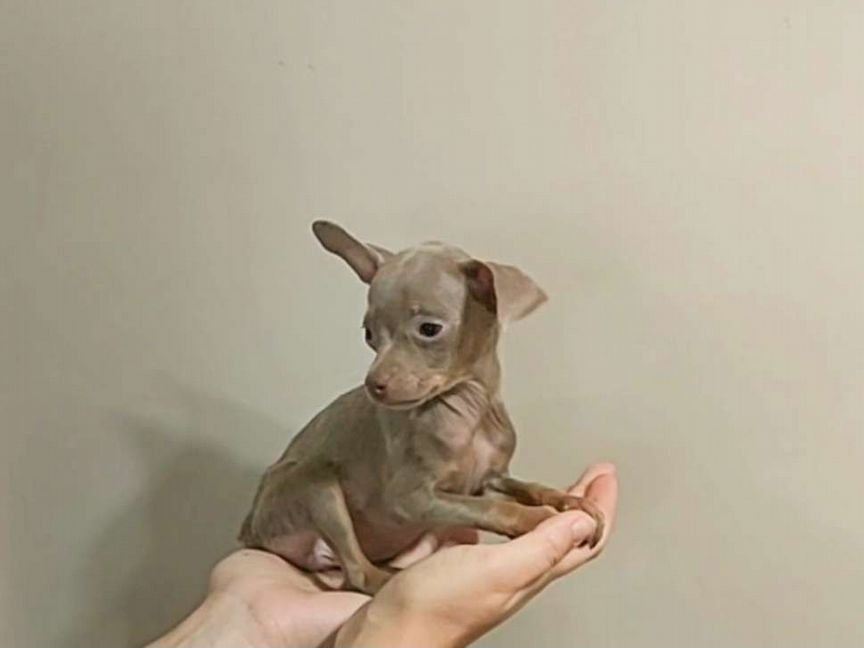 Девочка красавица