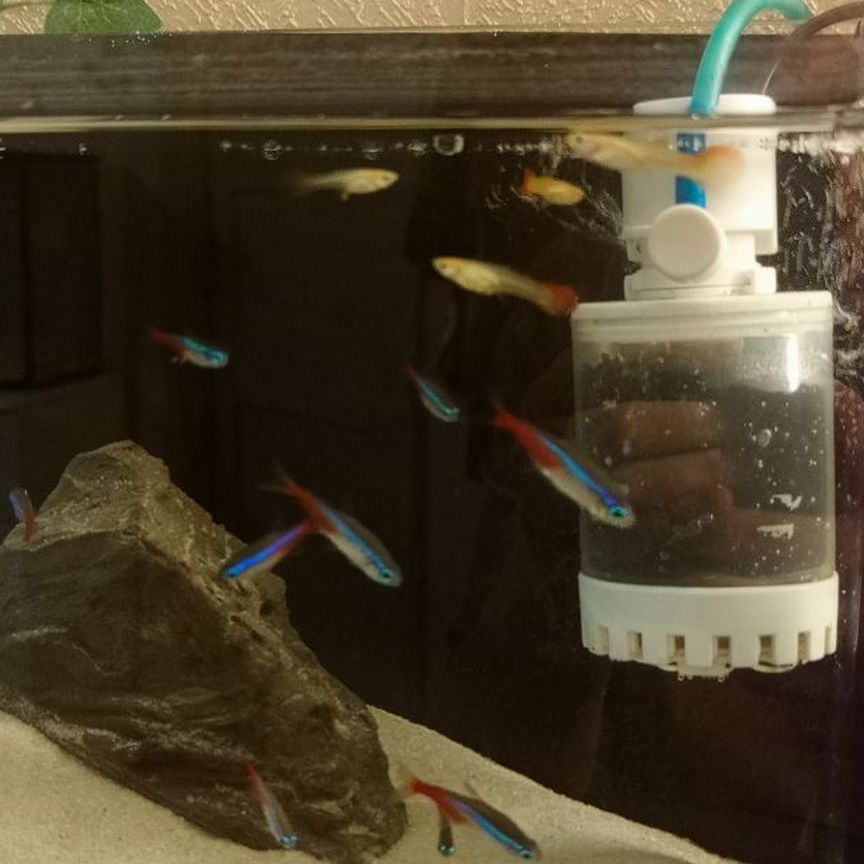 Рыбки аквариумные