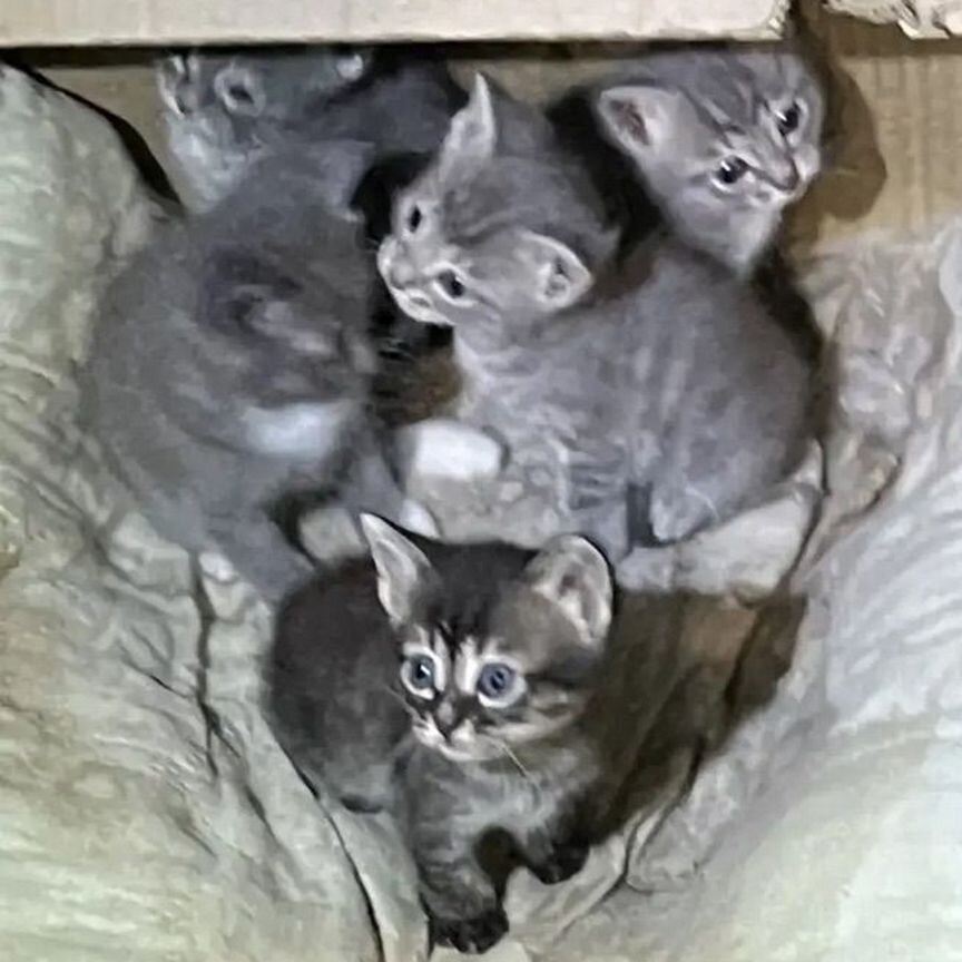 Котёнок в добрые руки