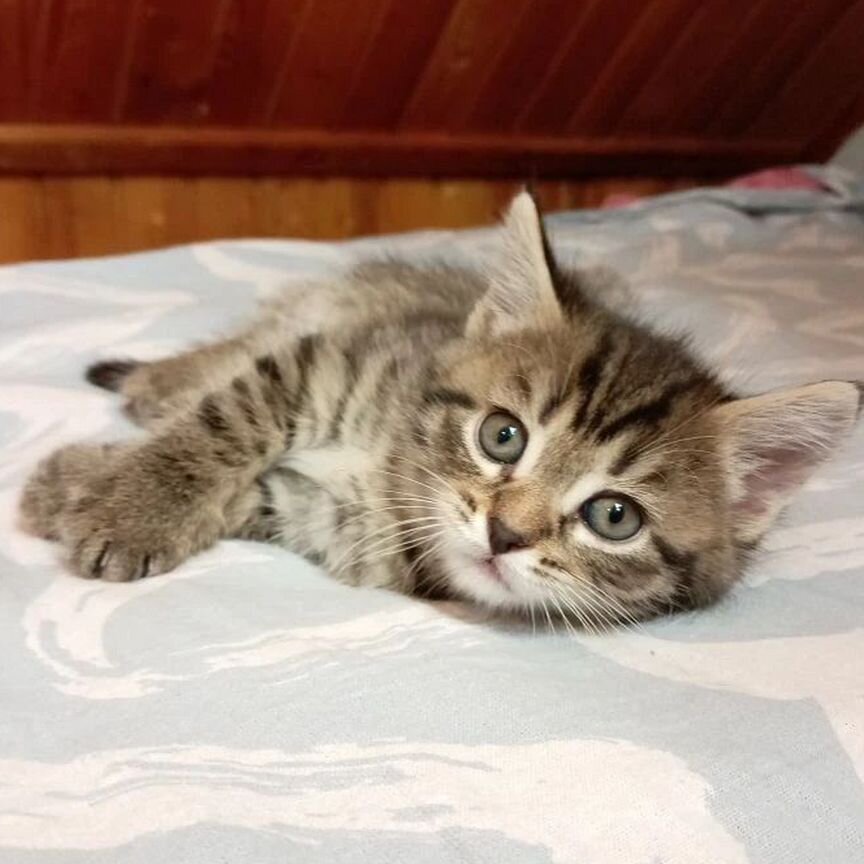 Котёнок в добрые руки