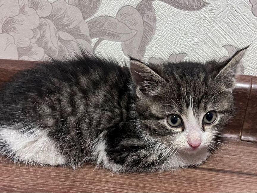 Котенок полосатик мальчик ищет дом