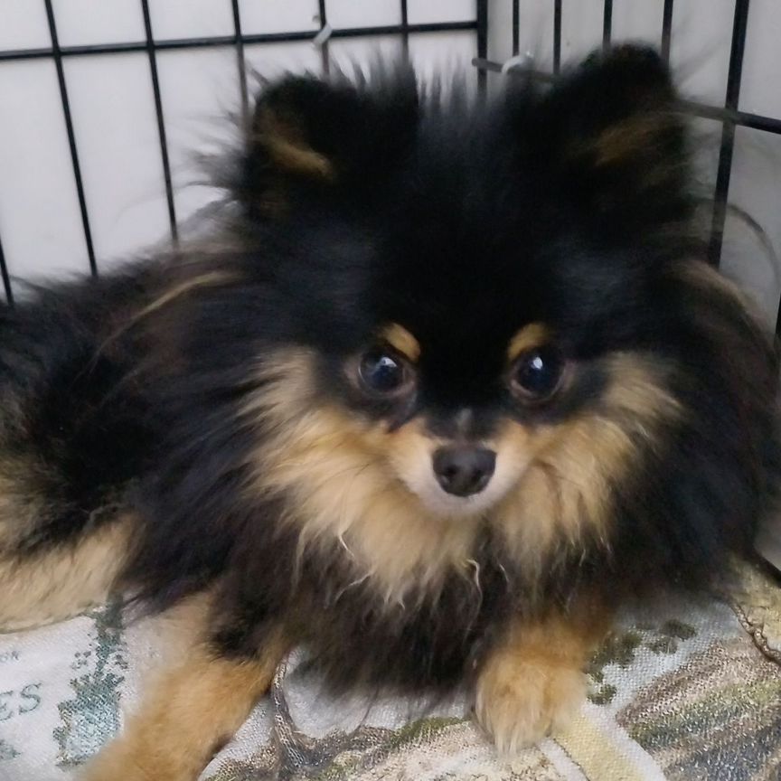 Мини шпиц девочка