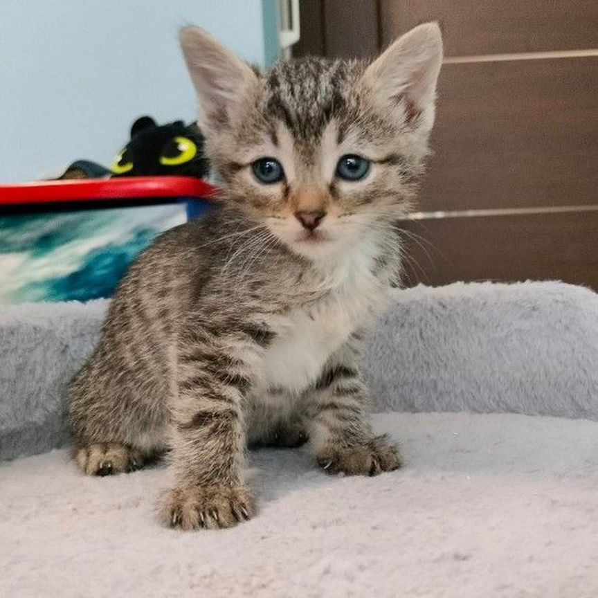 Котенок бесплатно