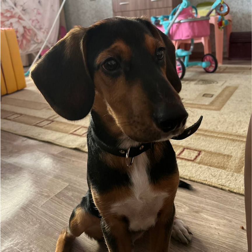 Бигль, щенок