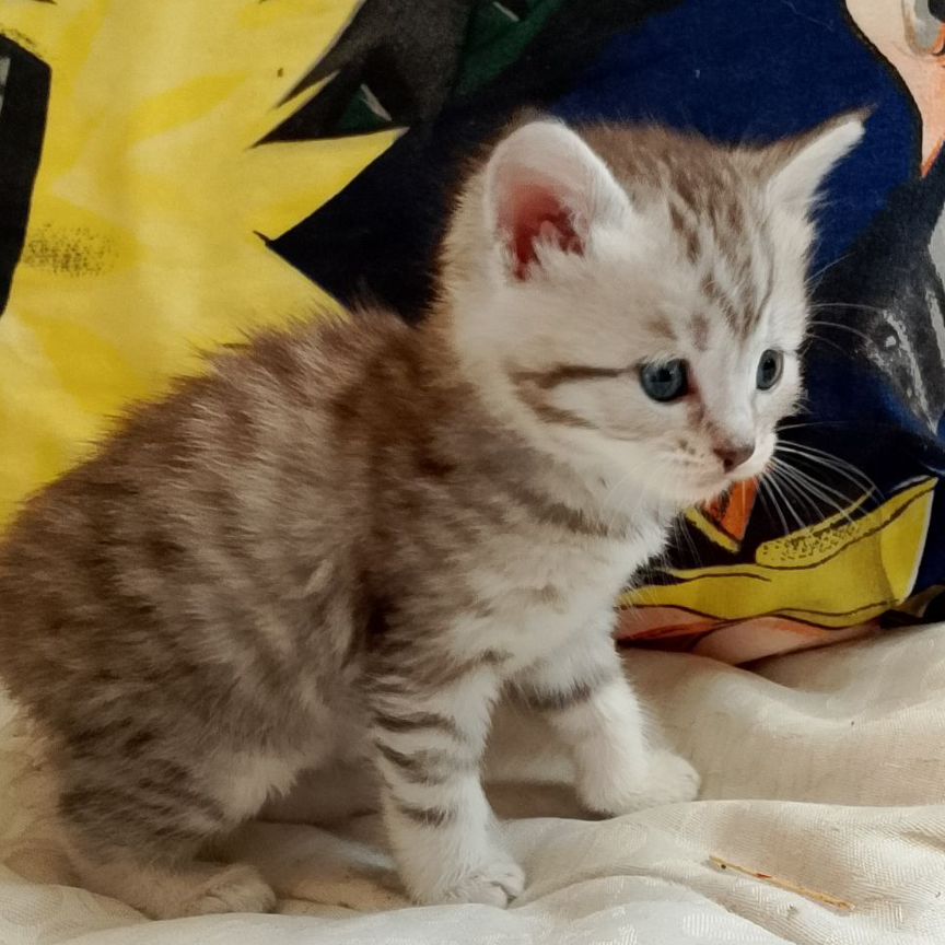Шотландский прямоухий короткошёрстный котёнок