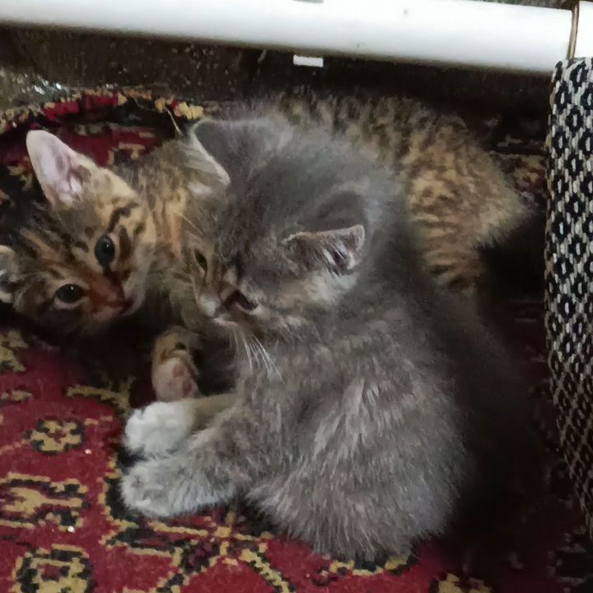 Котёнок от частного владельца