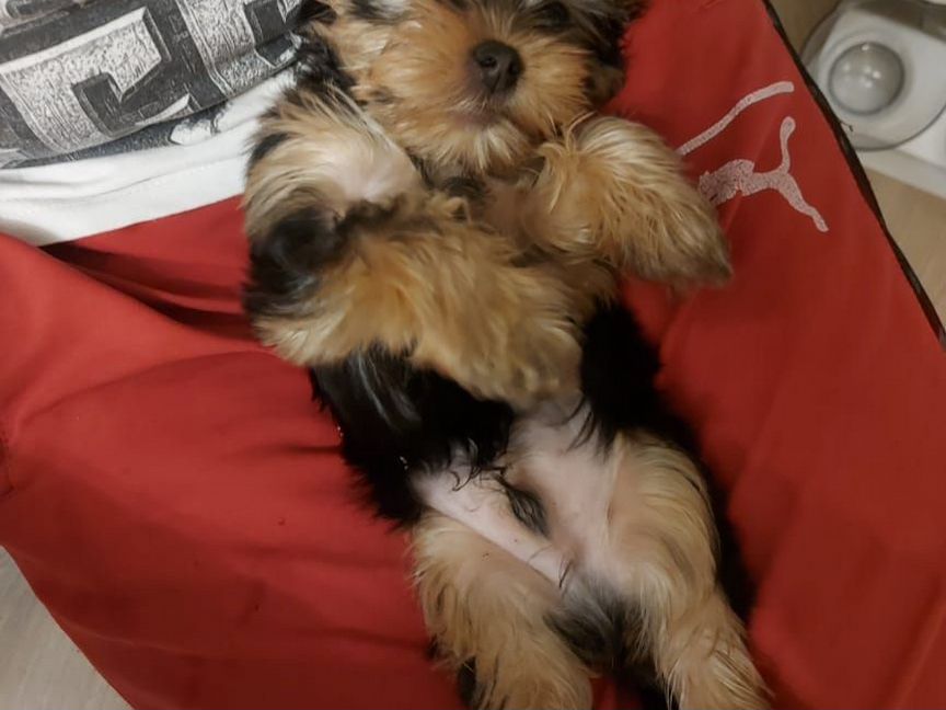 Йоркширский терьер