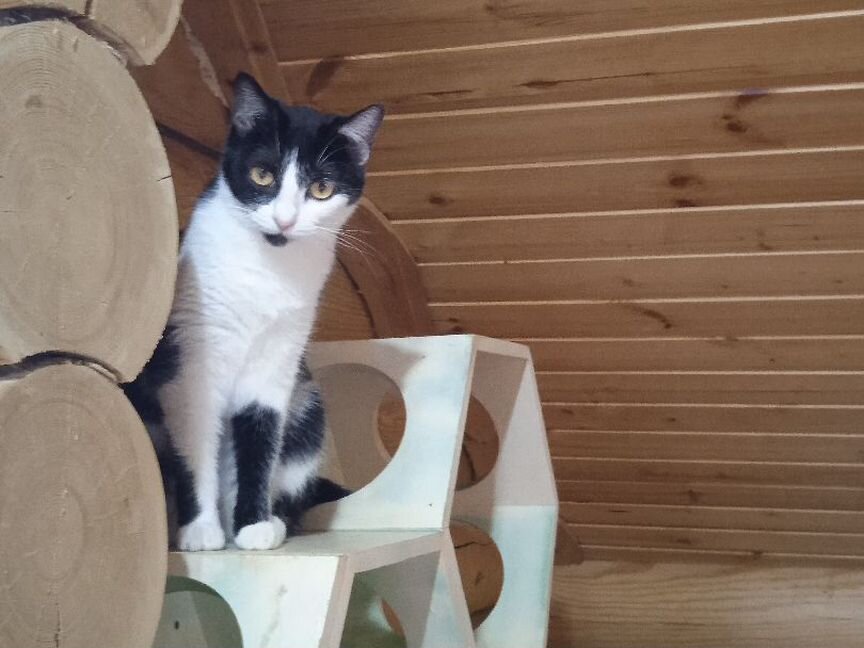 Кошечка Лика в самые добрые руки Лесной приют