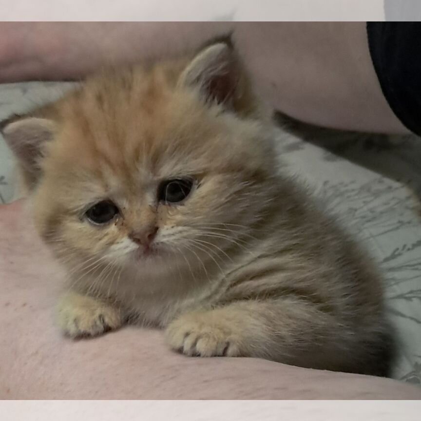 Шотландский вислоухий короткошёрстный котёнок