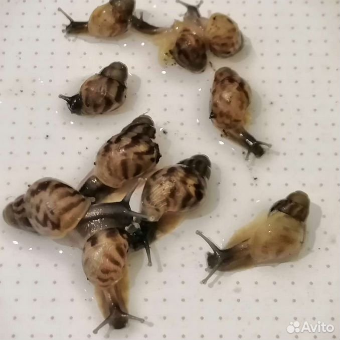 Улитки ахатины ретикулята черноголовые