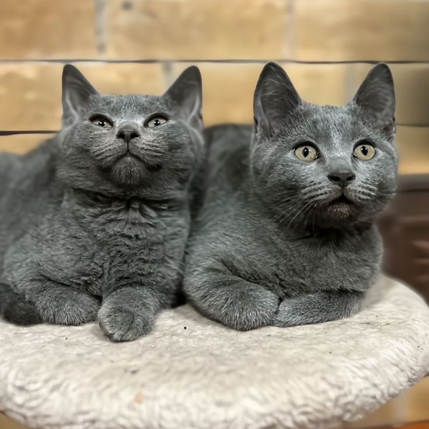 Шотландский прямоухий короткошёрстный котёнок