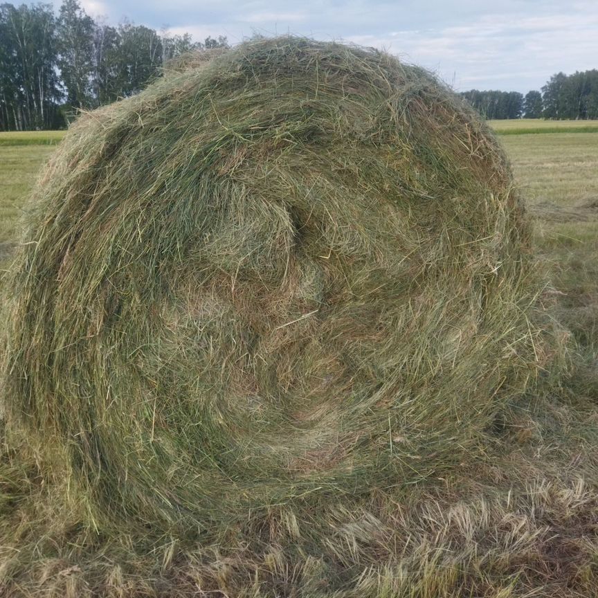 Сено в рулонах 500кг