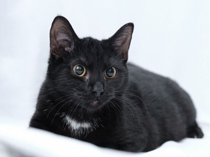 Котенок Бубблс без хвостика