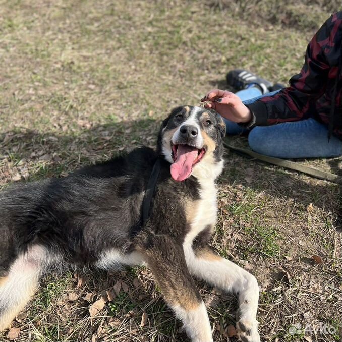 Собака Пальма, спасите из приюта