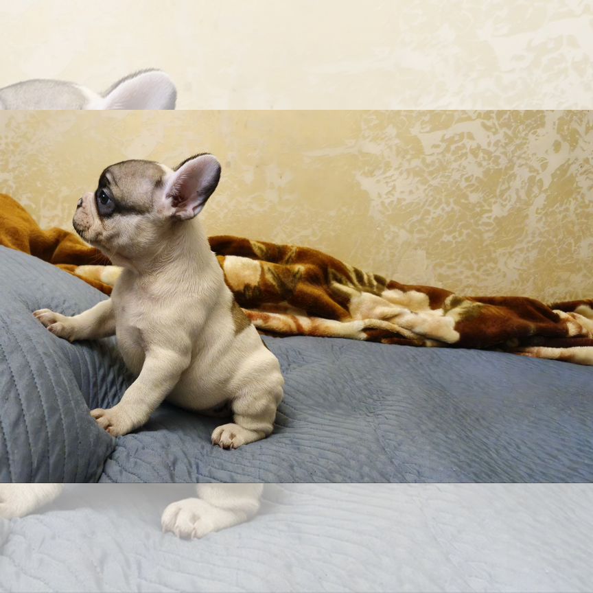 Французский бульдог щенки девочки