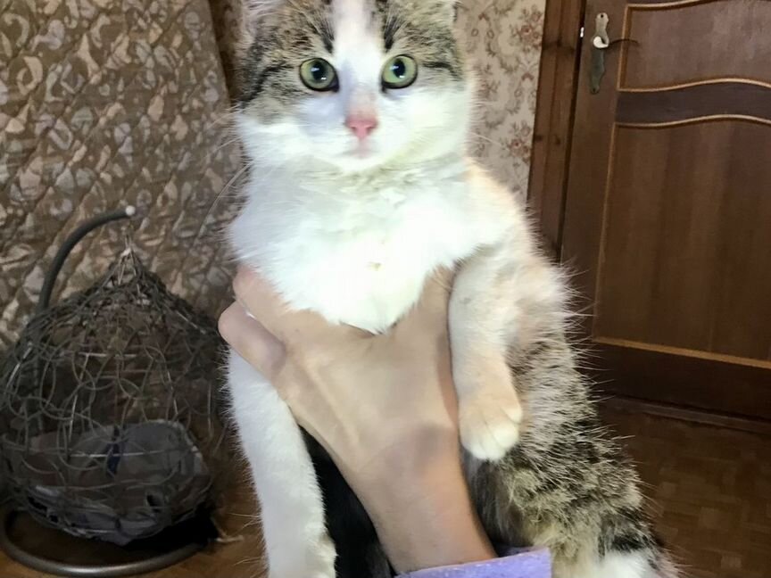 Максик
