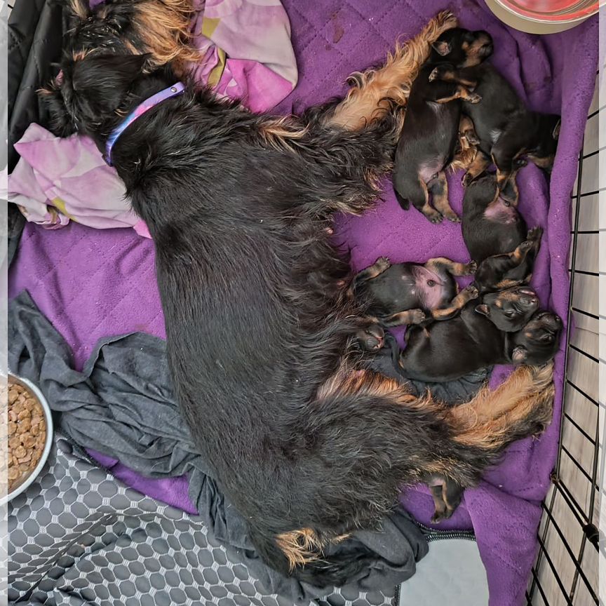 Немецкий охотничий терьер, щенок