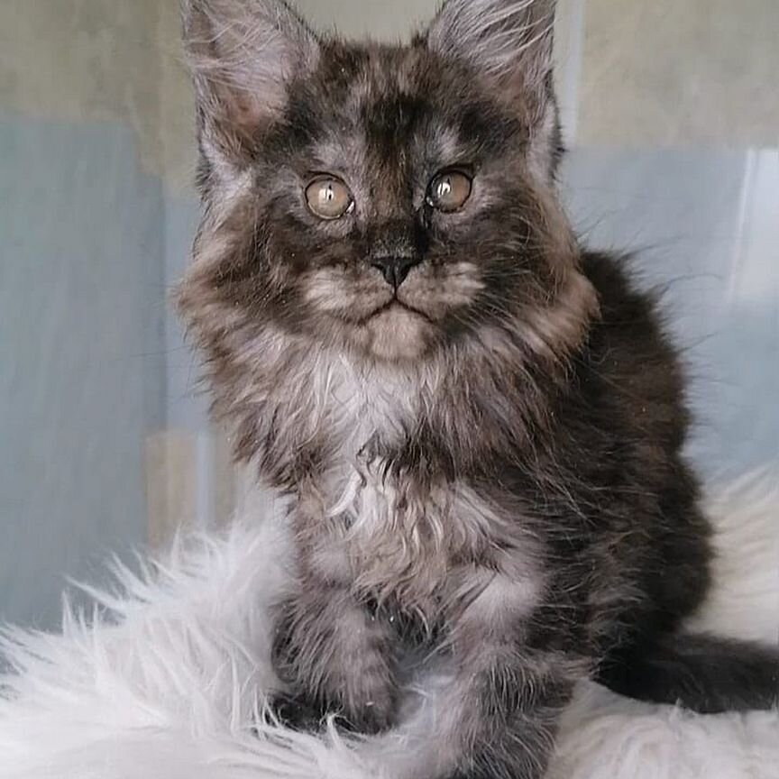 Котята мейн-кун