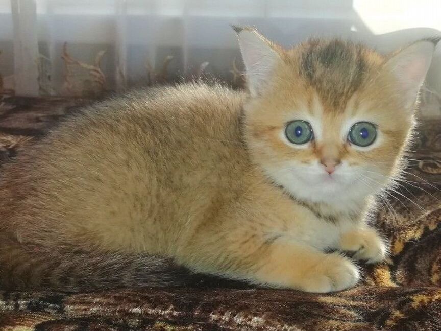 Шотландские красивые пупсики