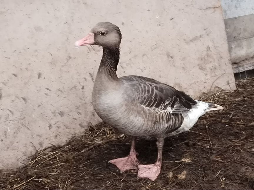 Гусь подсадной для охоты