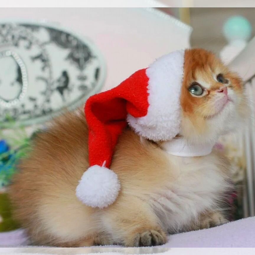 Британский длинношёрстный котёнок