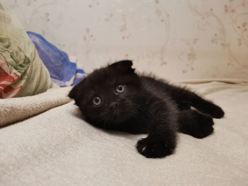 Котята шотландской вислоухой