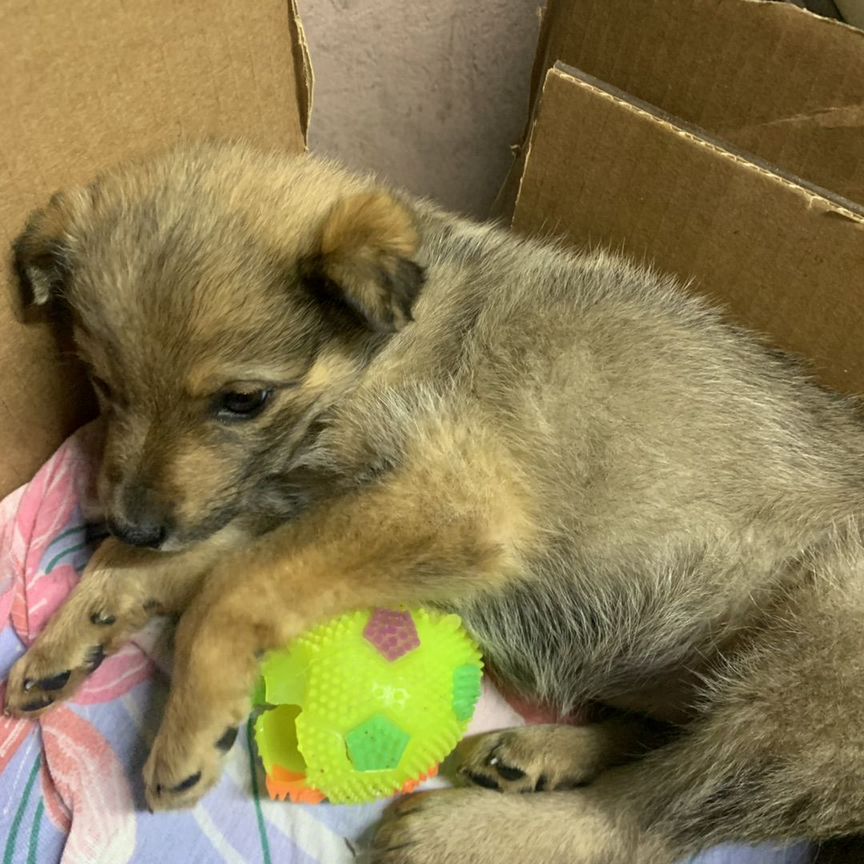 Щенок в добрые руки