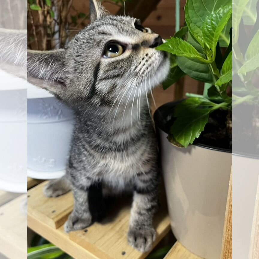 Котёнок в добрые руки