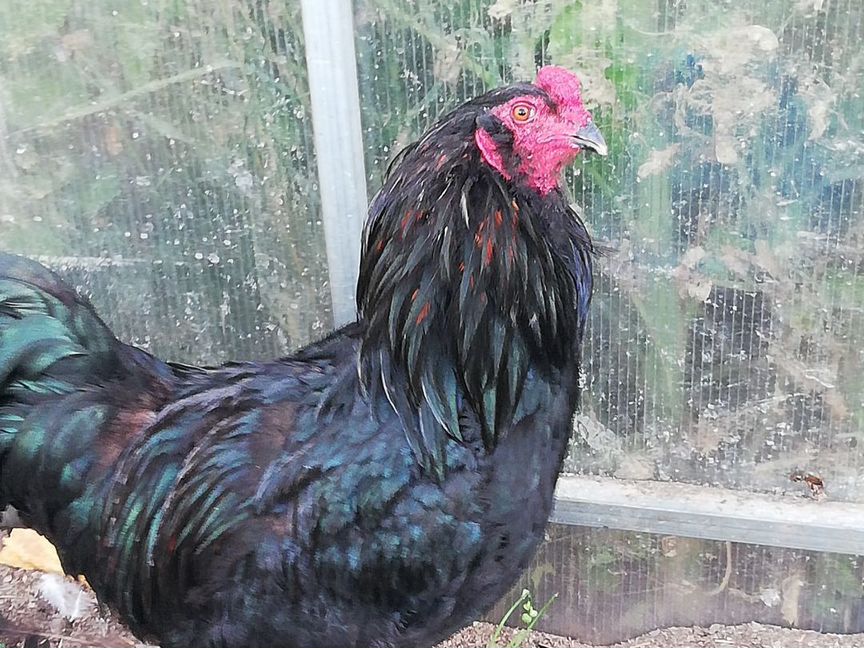 Петухи, гуси