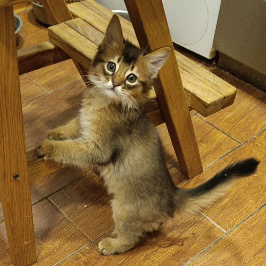 Сомалийский котёнок