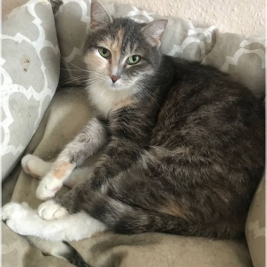 Взрослая, кошка в добрые руки