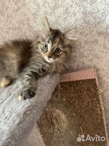 Котёнок бесплатно