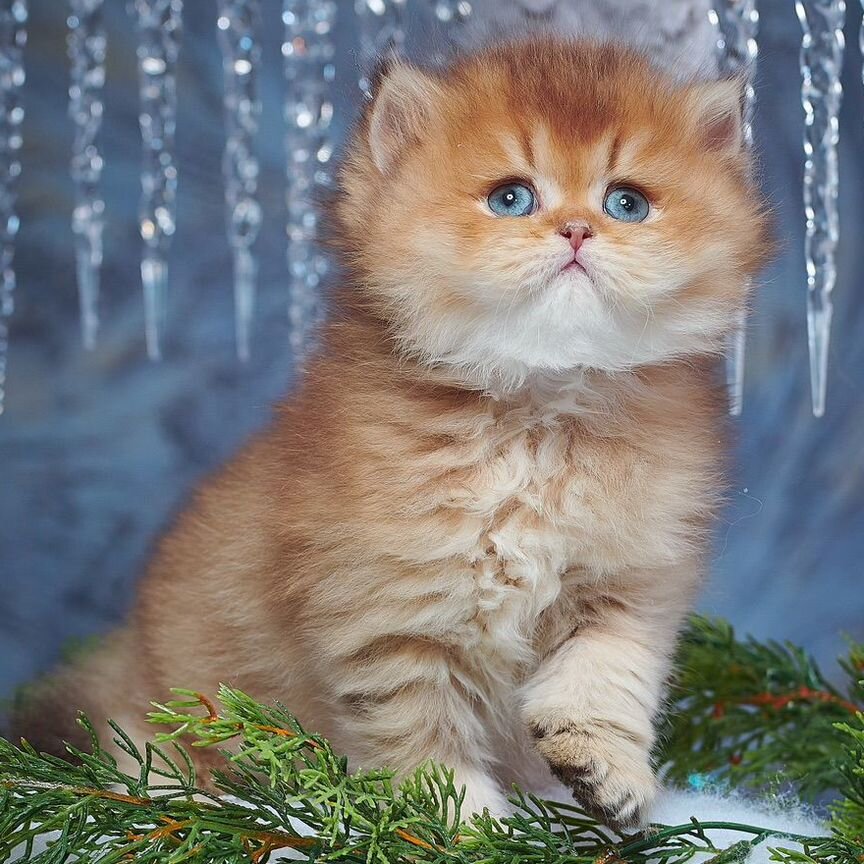 Золотой шикарный котенок