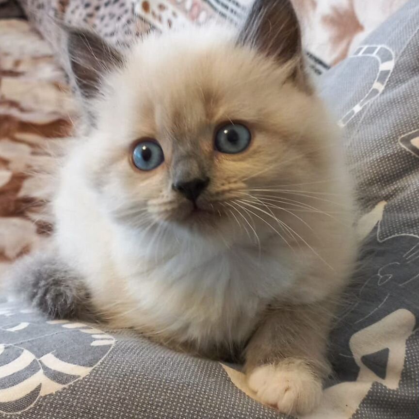 Котята невские маскарадные
