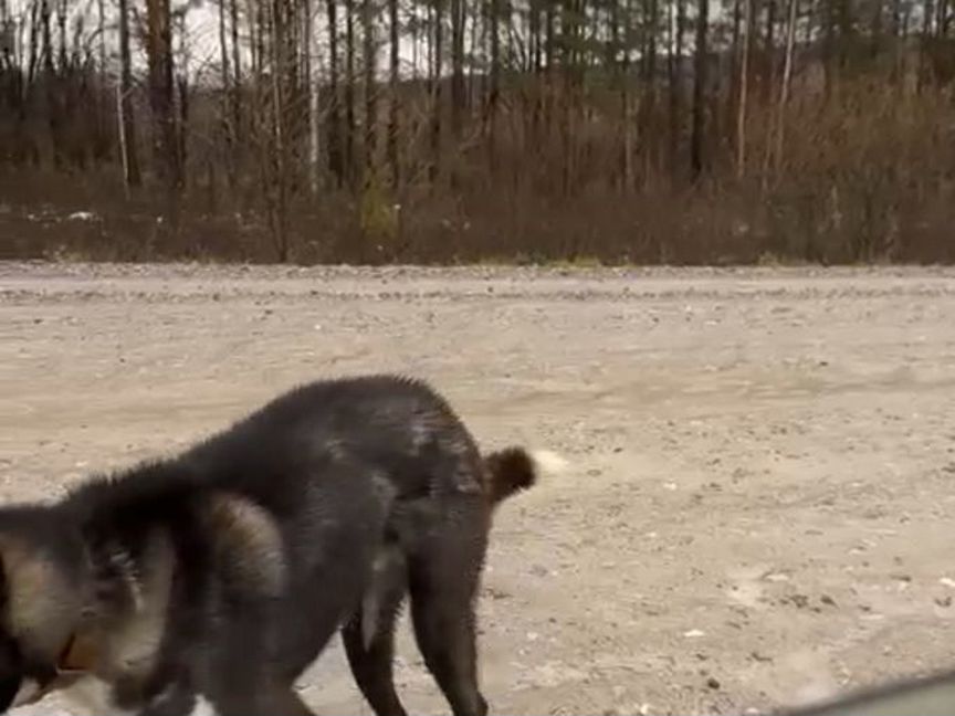 Погибает собака от голода