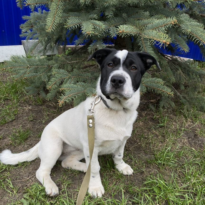 Собака в добрые руки