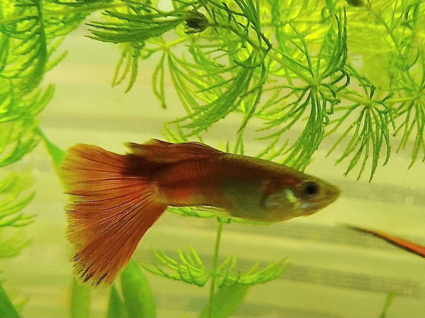 Аквариумные рыбки,водоросли