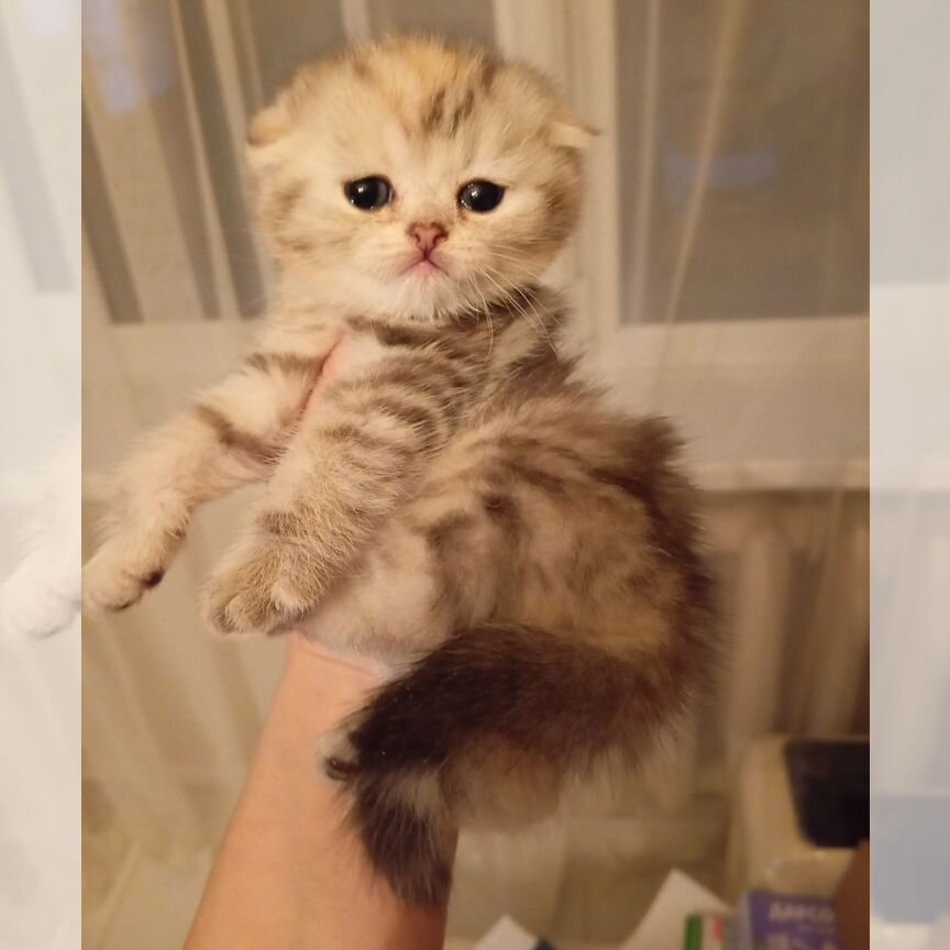 Шотландский вислоухий короткошёрстный котёнок